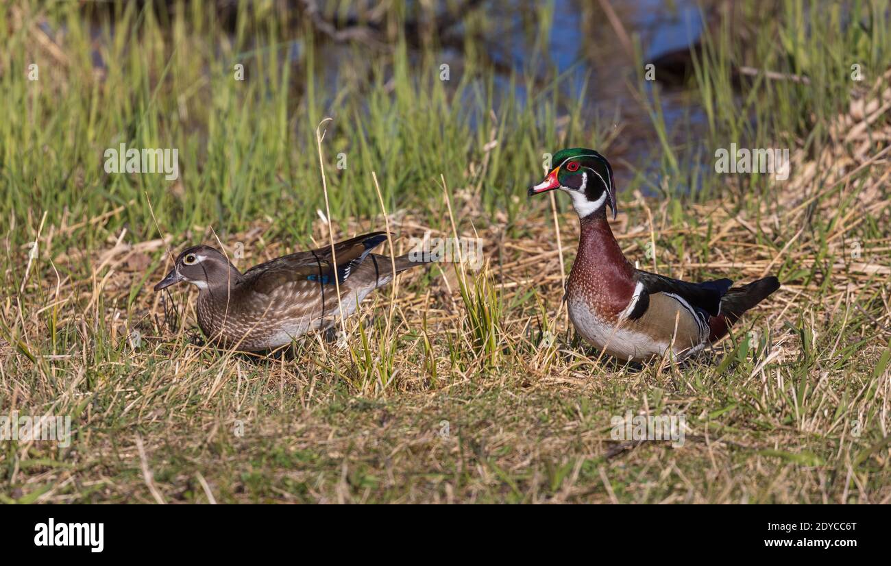 Male female wood ducks hi-res stock photography and images - Alamy