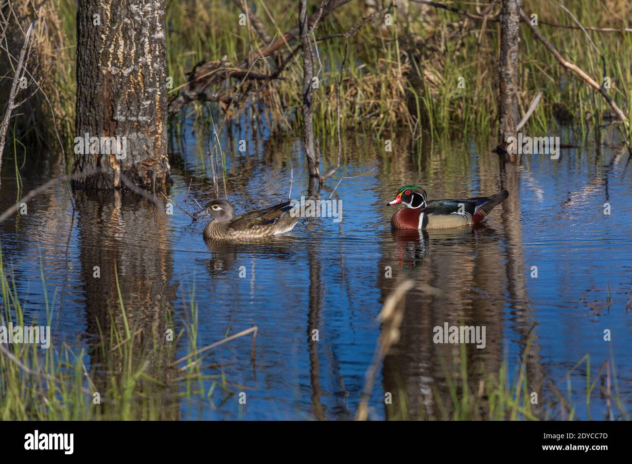 Pair of wood ducks in northern Wisconsin Stock Photo - Alamy
