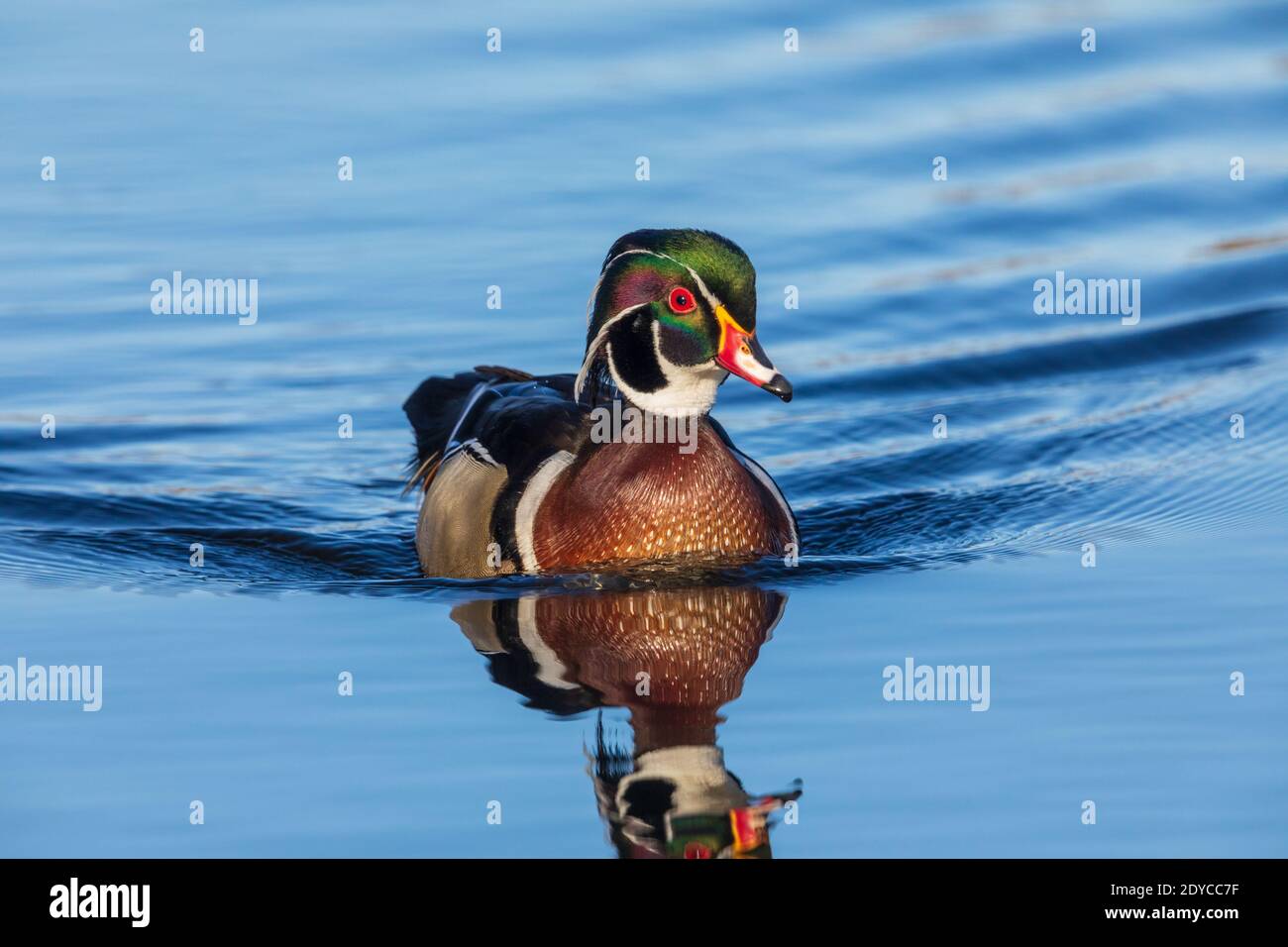 Drake wood duck in northern Wisconsin Stock Photo - Alamy