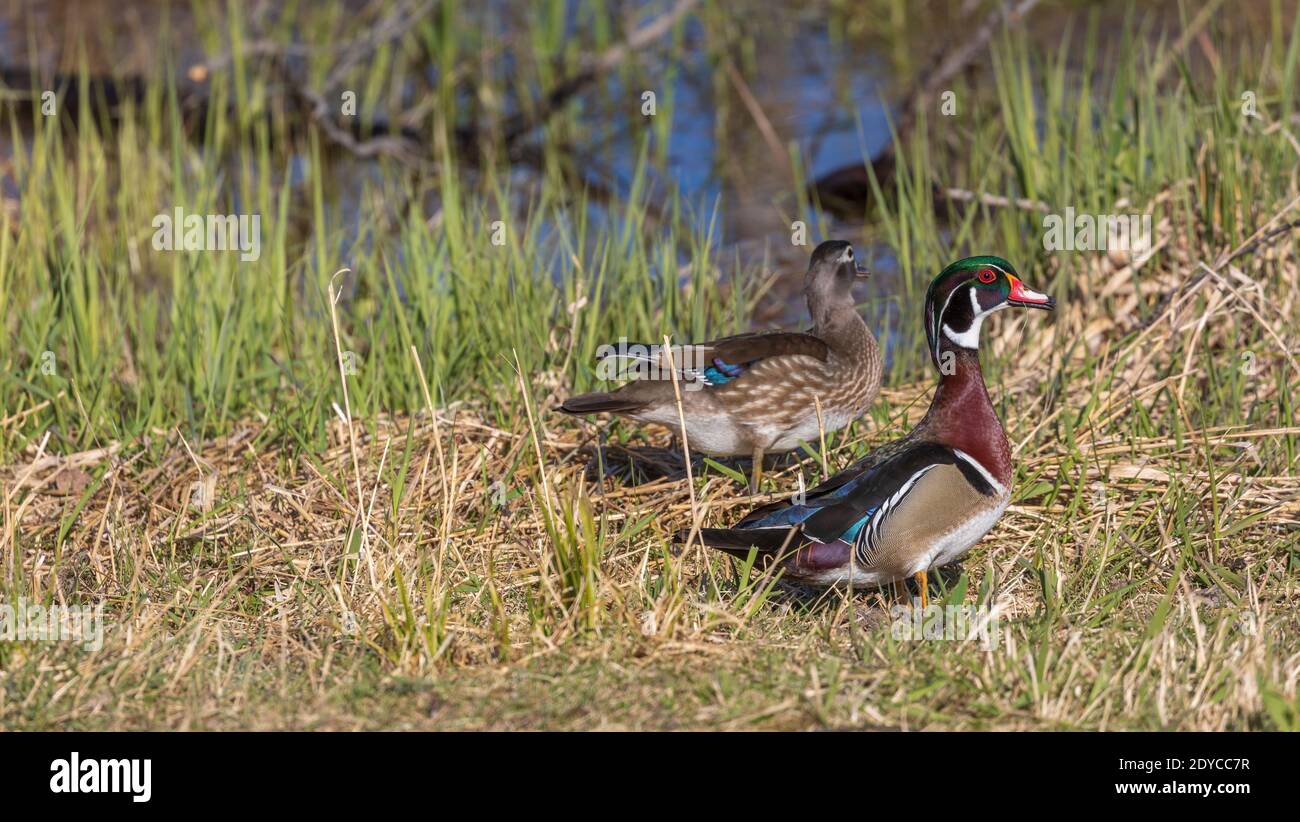 Wildlife male female wood ducks hi-res stock photography and images - Alamy