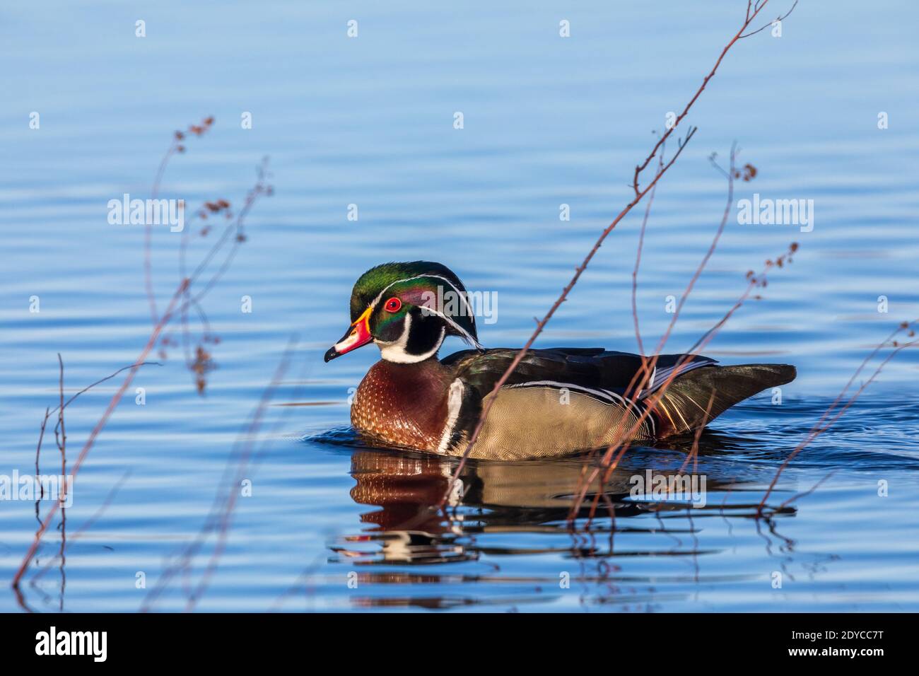 Drake wood duck in northern Wisconsin Stock Photo - Alamy