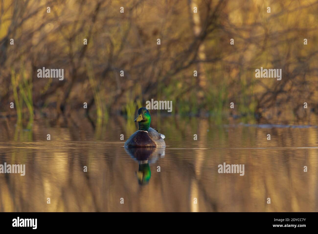 Drake mallard in northern Wisconsin Stock Photo - Alamy