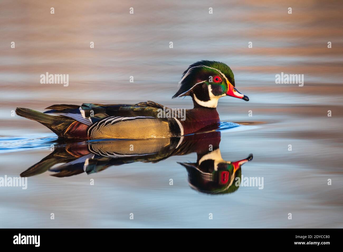 Drake wood duck in northern Wisconsin Stock Photo - Alamy