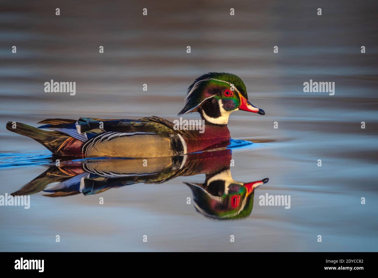 Drake wood duck in northern Wisconsin Stock Photo - Alamy