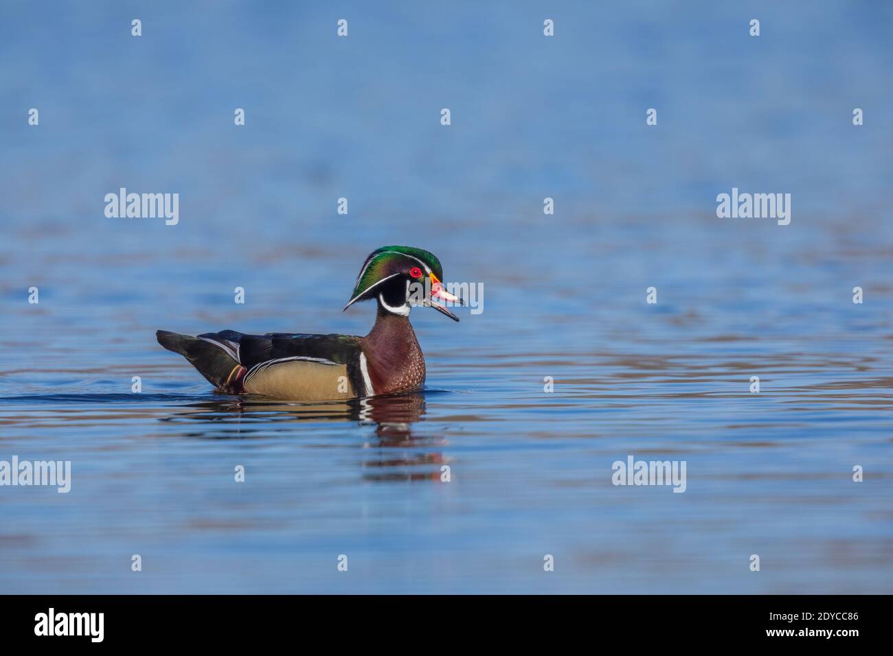 Drake wood duck in northern Wisconsin Stock Photo - Alamy
