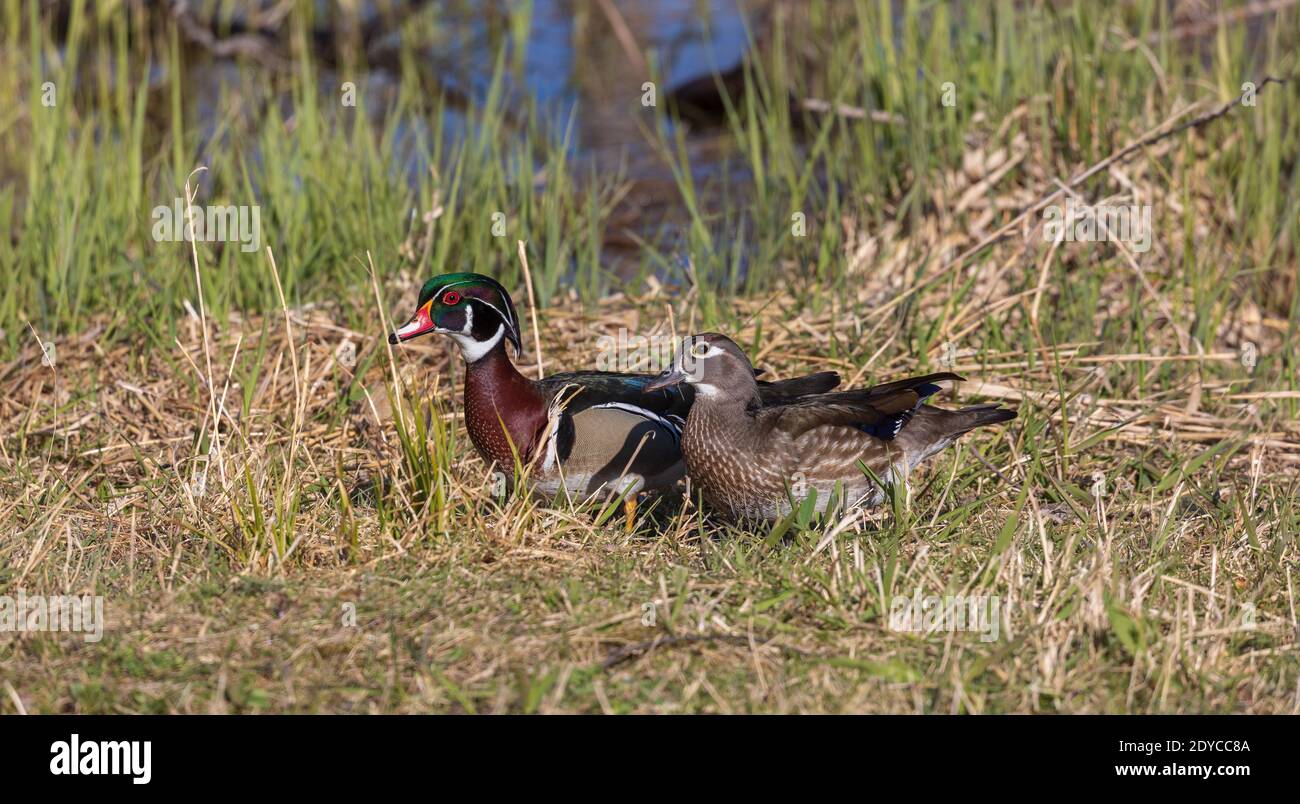 Wildlife male female wood ducks hi-res stock photography and images - Alamy