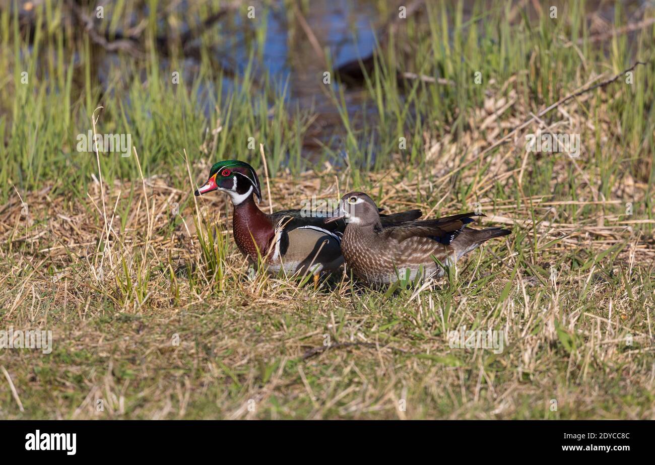 Pair of wood ducks in northern Wisconsin Stock Photo - Alamy