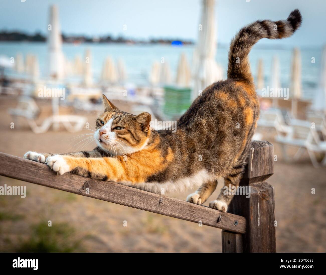 Outdoor poses hi-res stock photography and images - Alamy