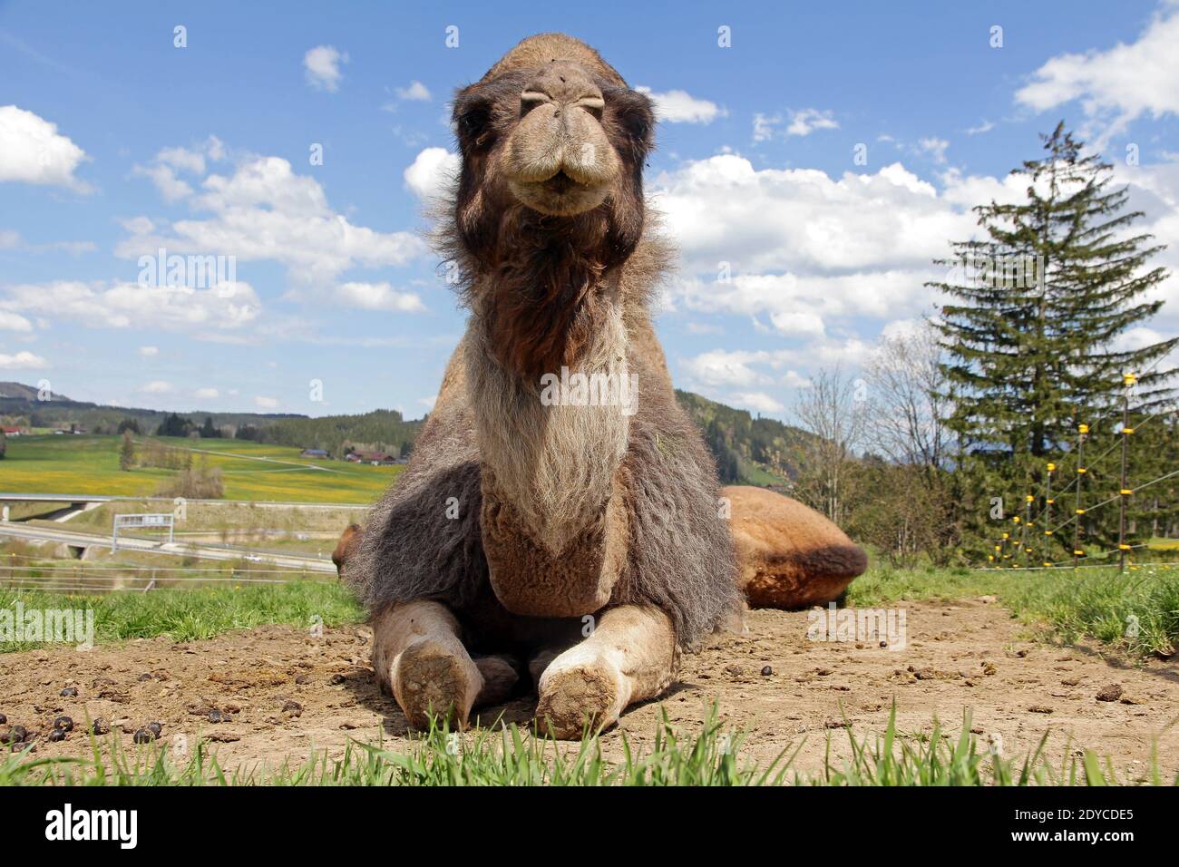 Camel sleeping hi-res stock photography and images - Alamy
