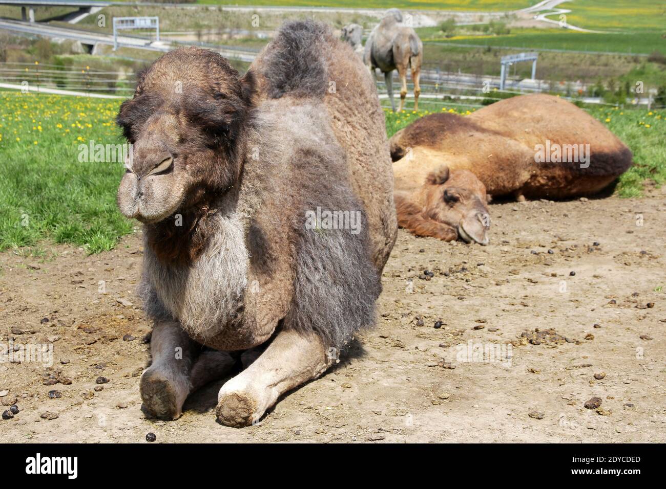 Camel sleeping hi-res stock photography and images - Alamy