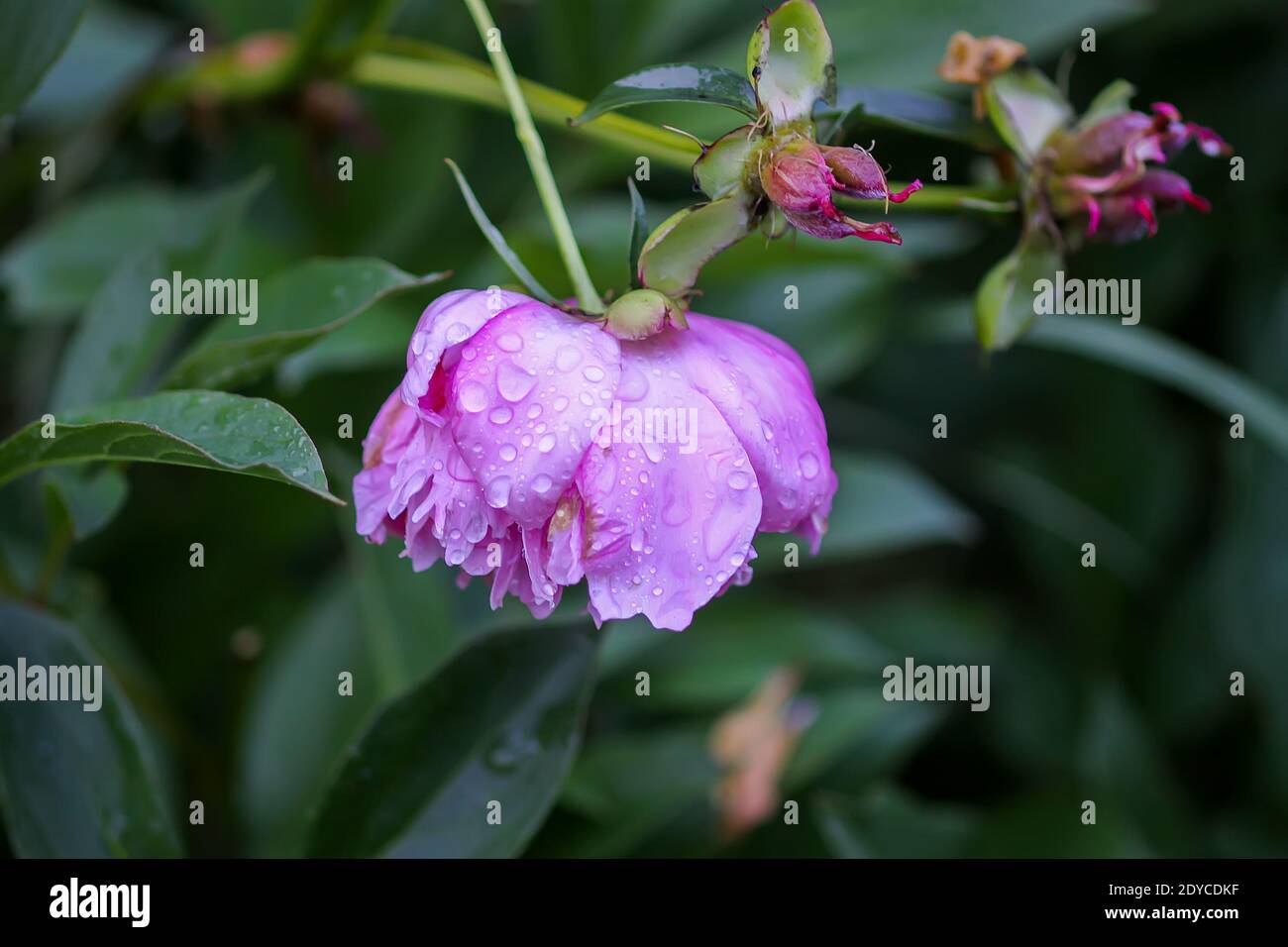Beautiful spring peony flowers in summer garden in the village Stock ...