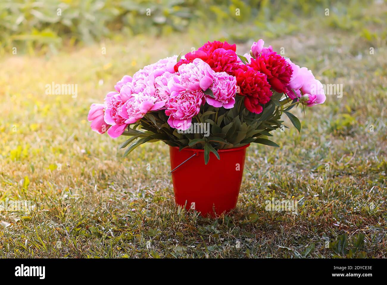 Beautiful red and pink peony flowers bouquet in the bucket on rural ...