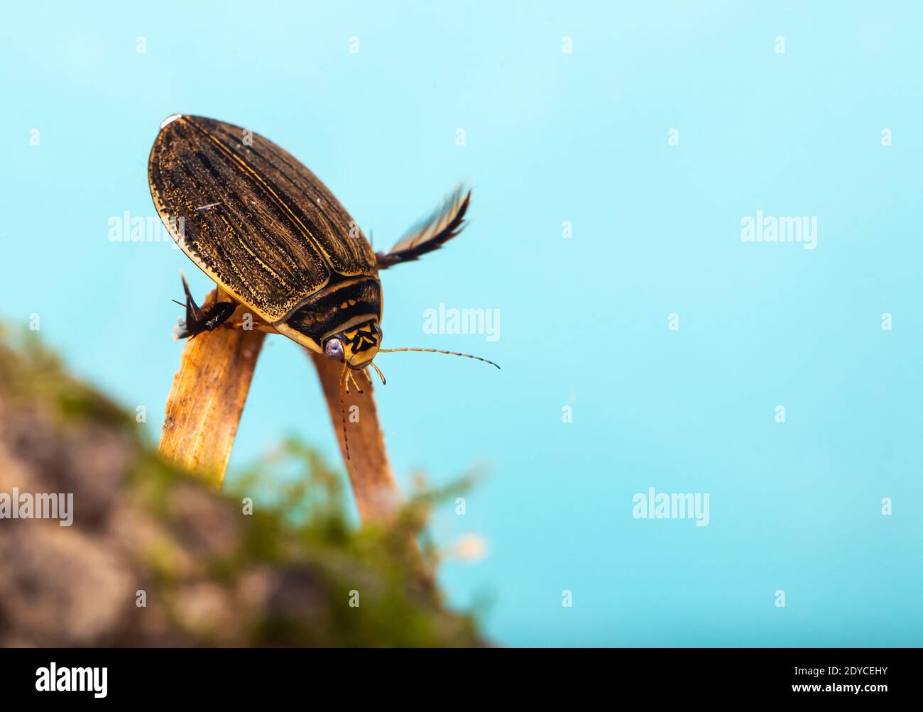 Acilius diving beetle hi-res stock photography and images - Alamy