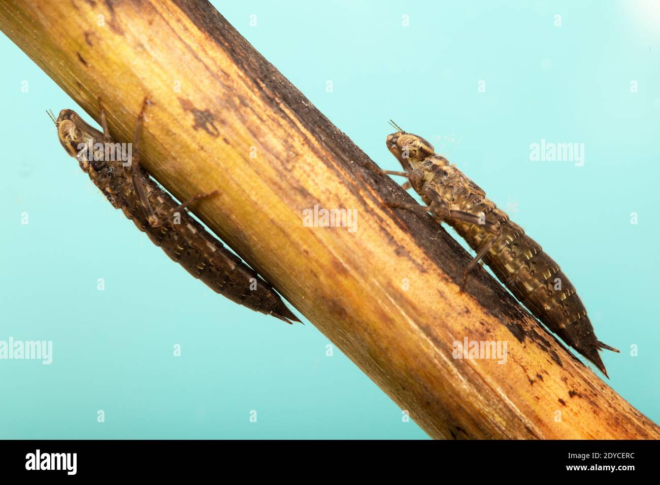 Dragonfly nymph underwater hi-res stock photography and images - Alamy