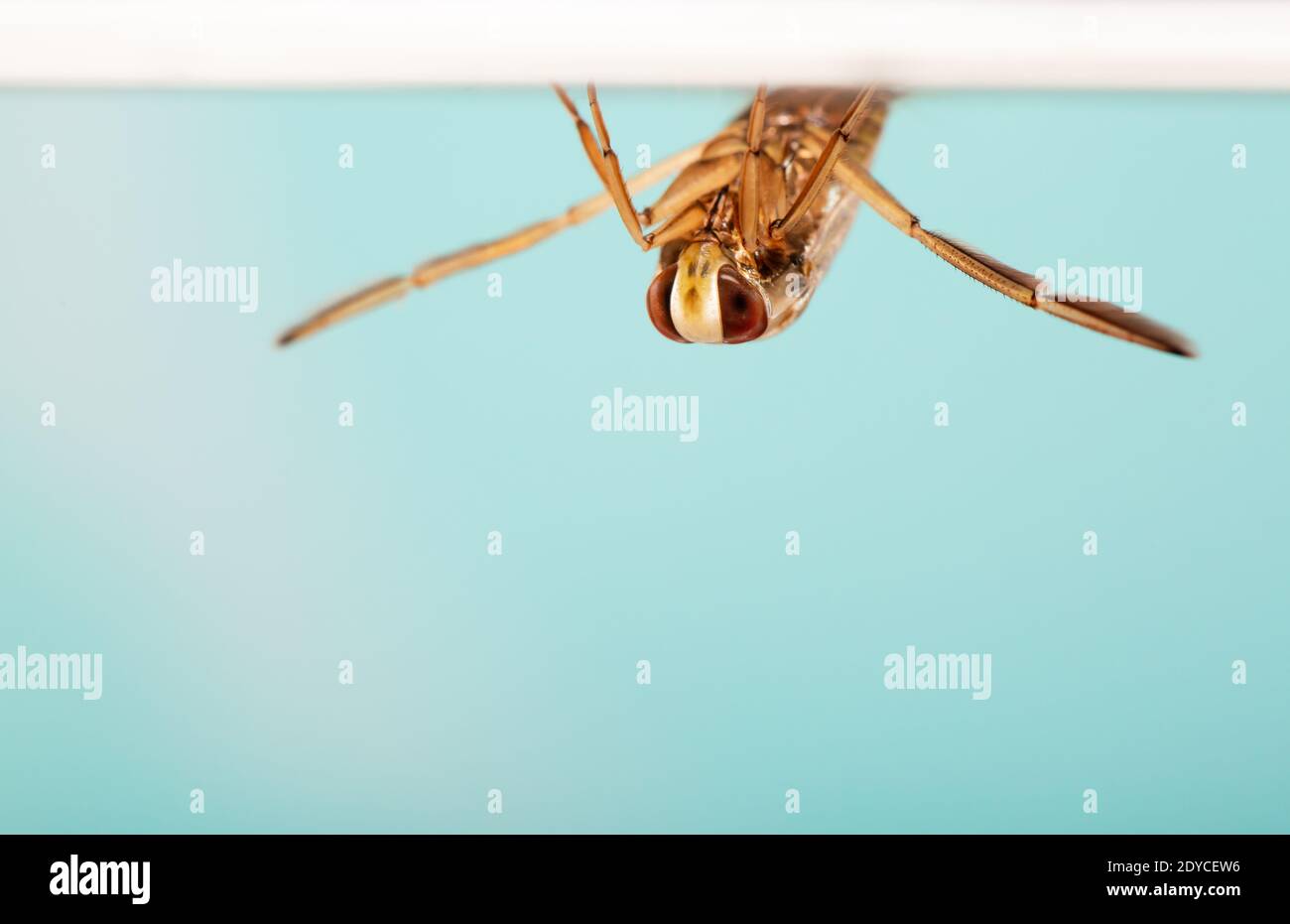 Boatman insect hi-res stock photography and images - Alamy