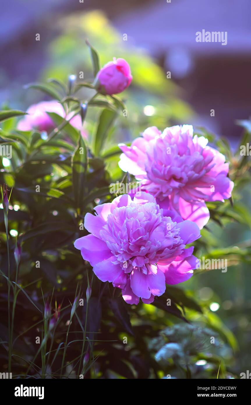 Beautiful spring peony flowers in summer garden in the village Stock ...