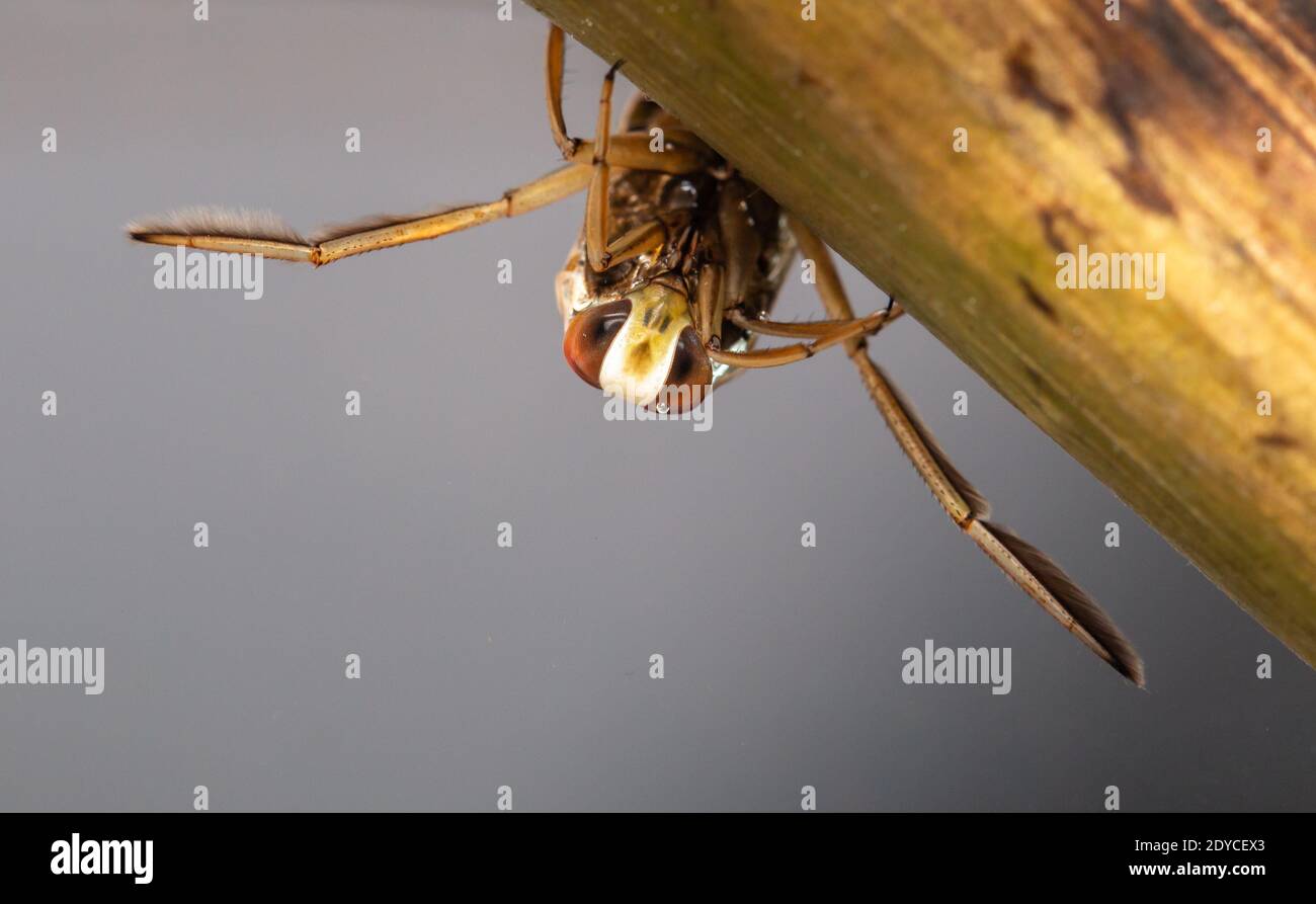 Boatman insect hi-res stock photography and images - Alamy