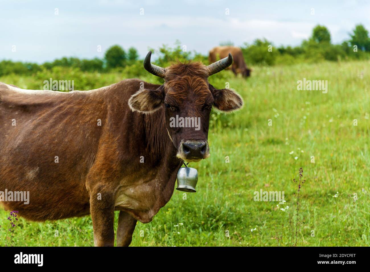Brown cow with a large silver bell grazes on a green meadow. Cow with a ...