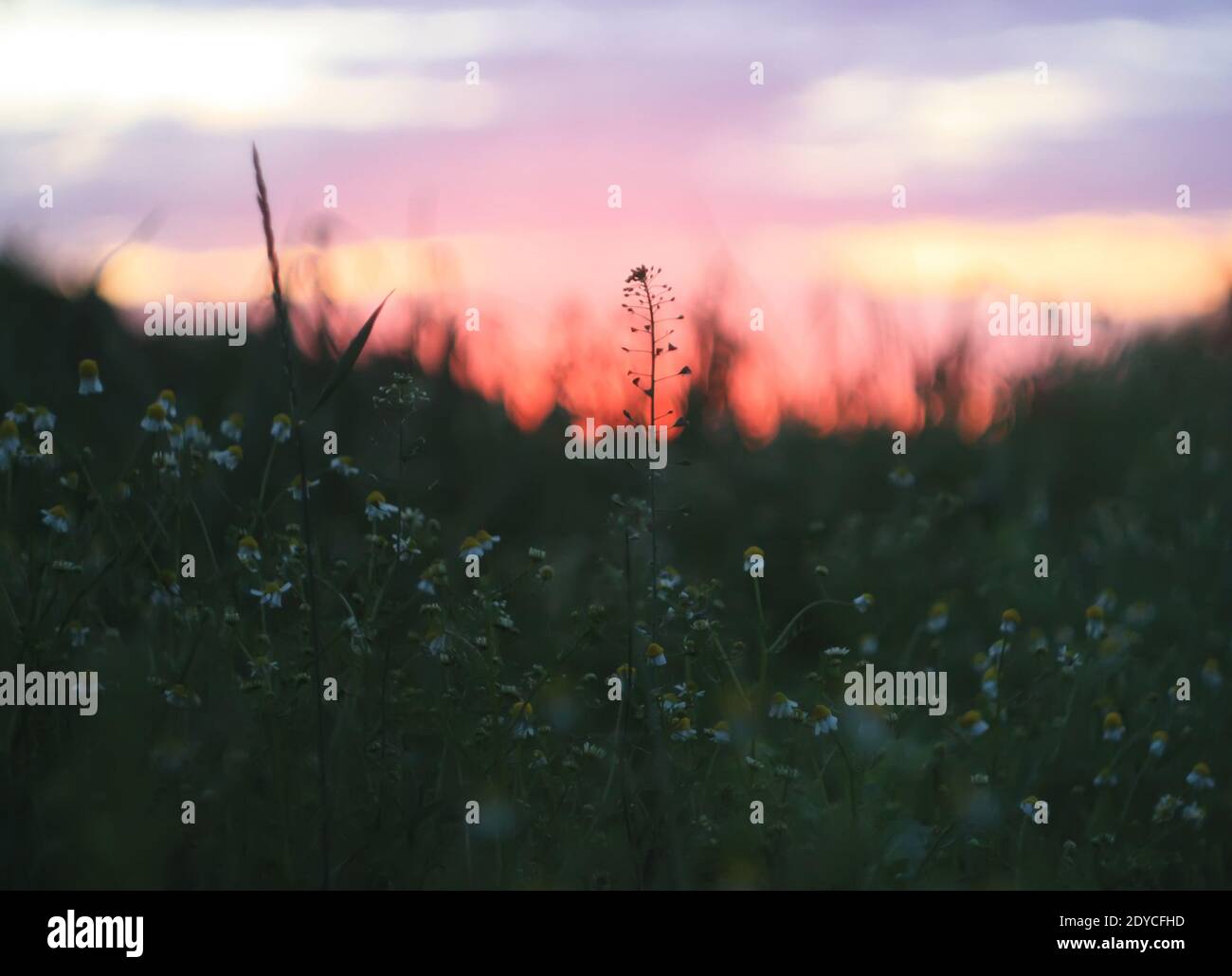 Beautiful bright summer sunset in the countryside Stock Photo - Alamy