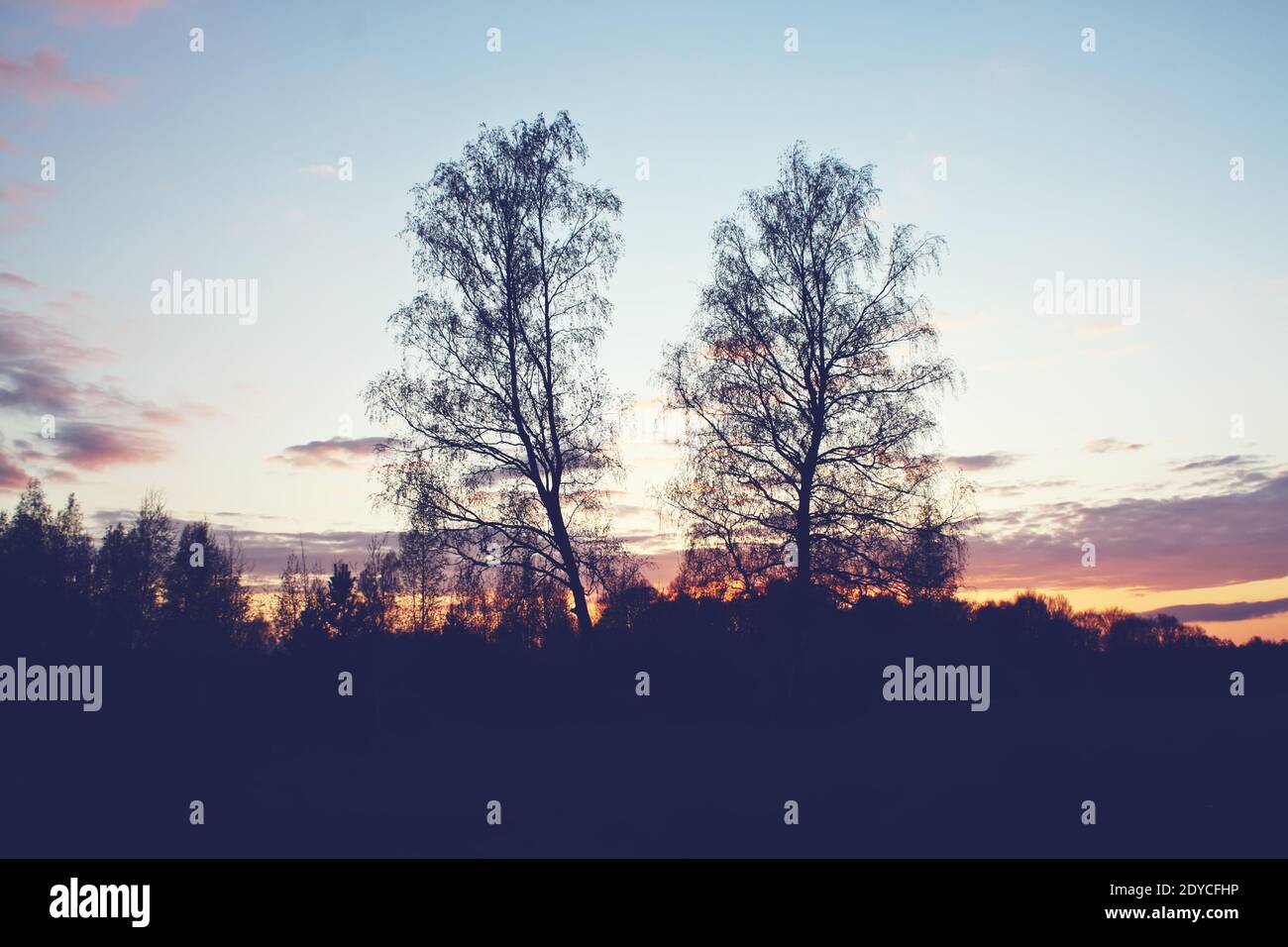 Beautiful bright spring sunset in the countryside with birch trees on ...