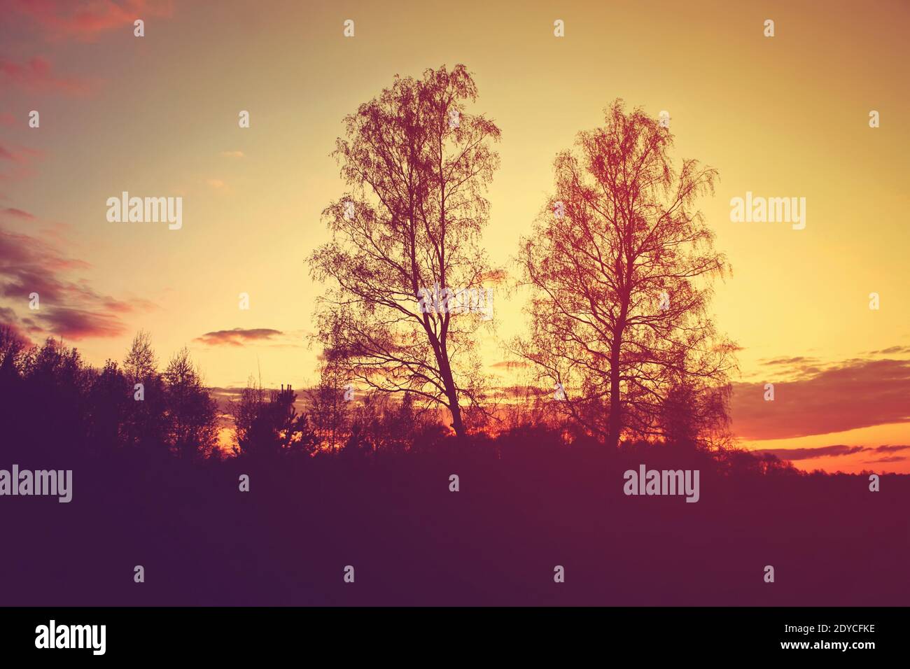 Beautiful bright summer sunset in the countryside Stock Photo - Alamy