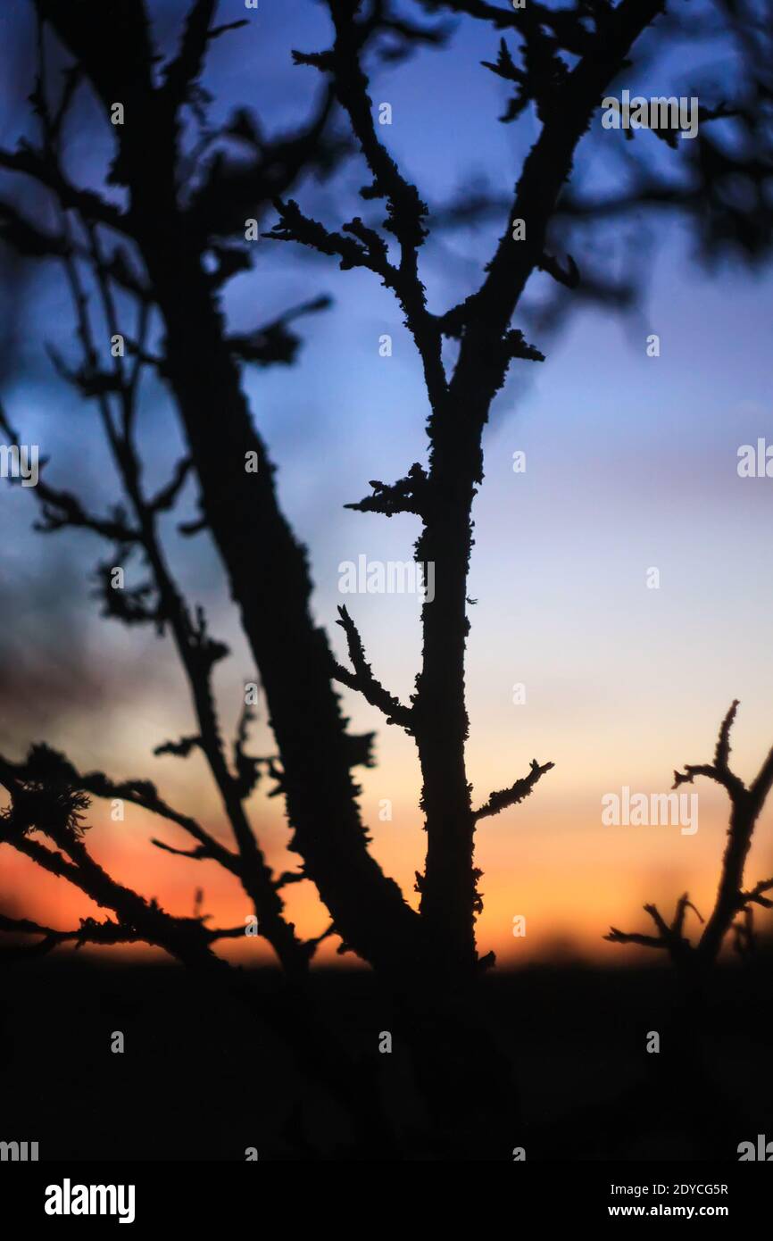 Beautiful sunset in a spring forest. Tree branches on sky background ...