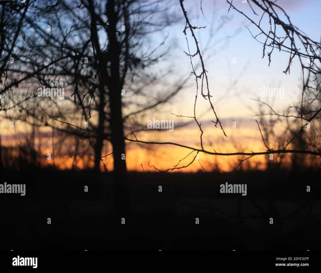 Silhouettes of branches of a tree on spring sunset background Stock ...