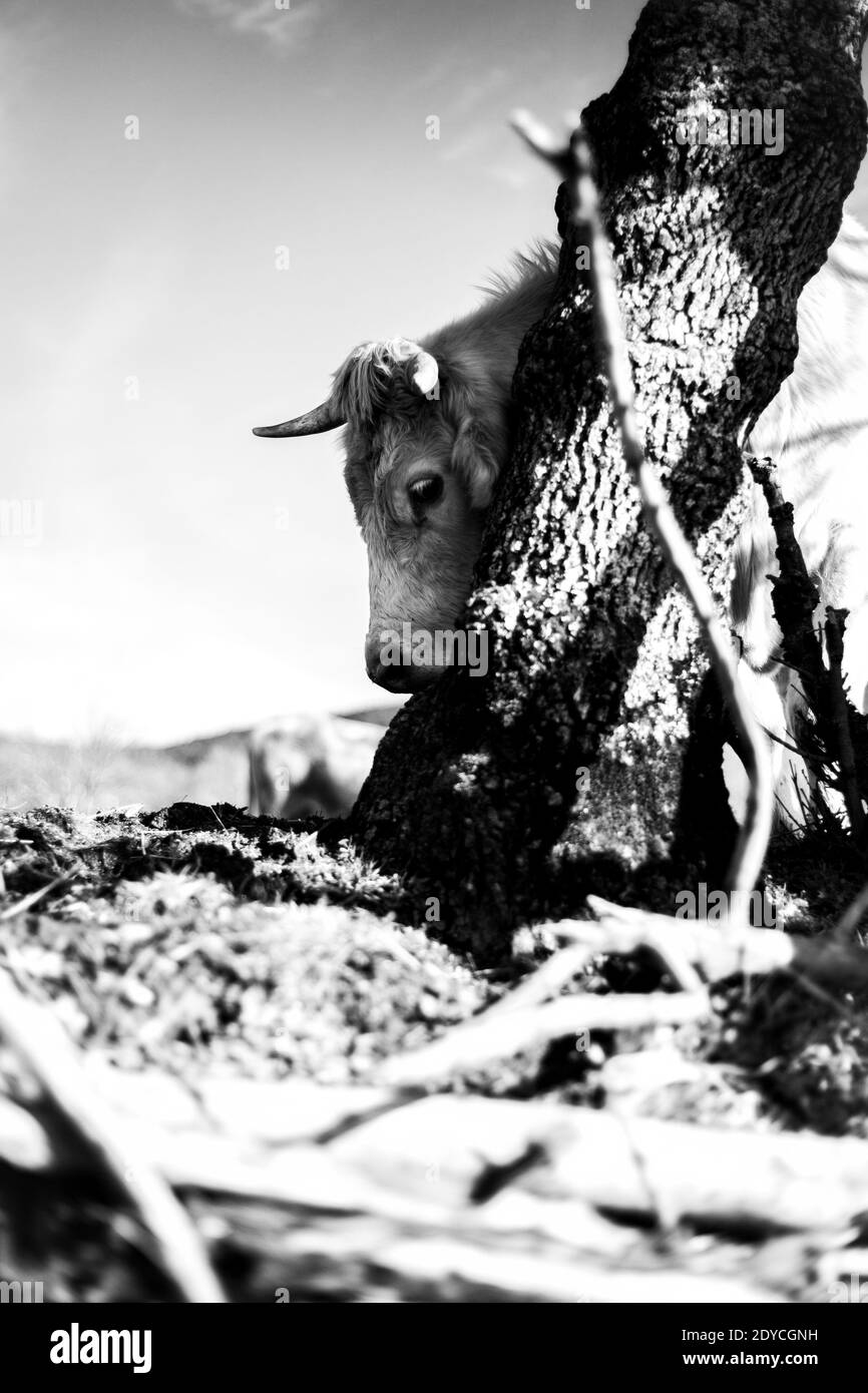 A vertical grayscale shot of a bull behind a tree Stock Photo - Alamy