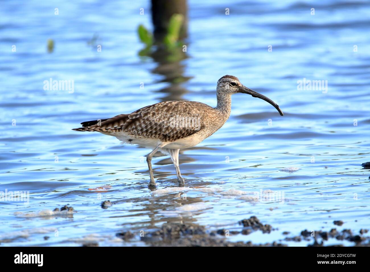 American whimbrel hi-res stock photography and images - Alamy