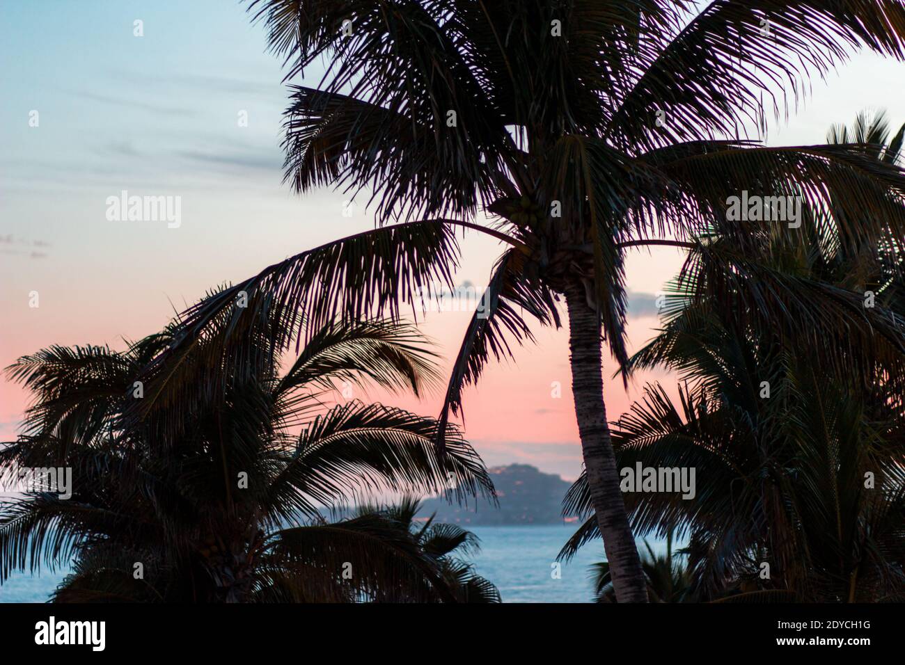 Palm tre silhouette hi-res stock photography and images - Alamy