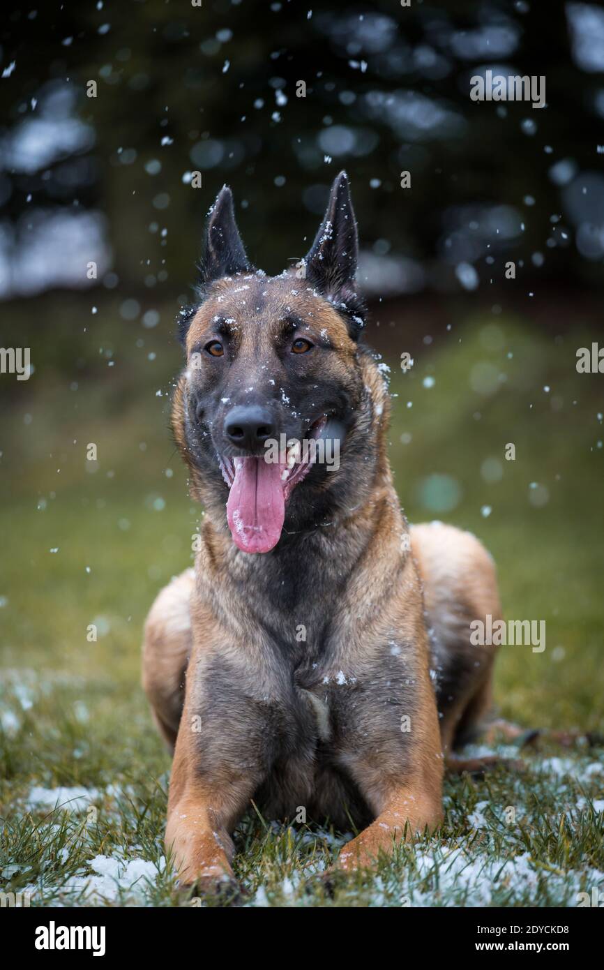 Belgian shepherd hi-res stock photography and images - Alamy