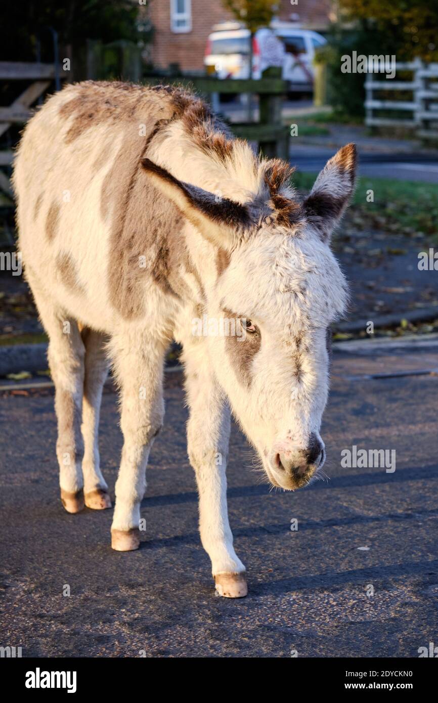 Donkey walking streets of Brockenhurst Stock Photo - Alamy