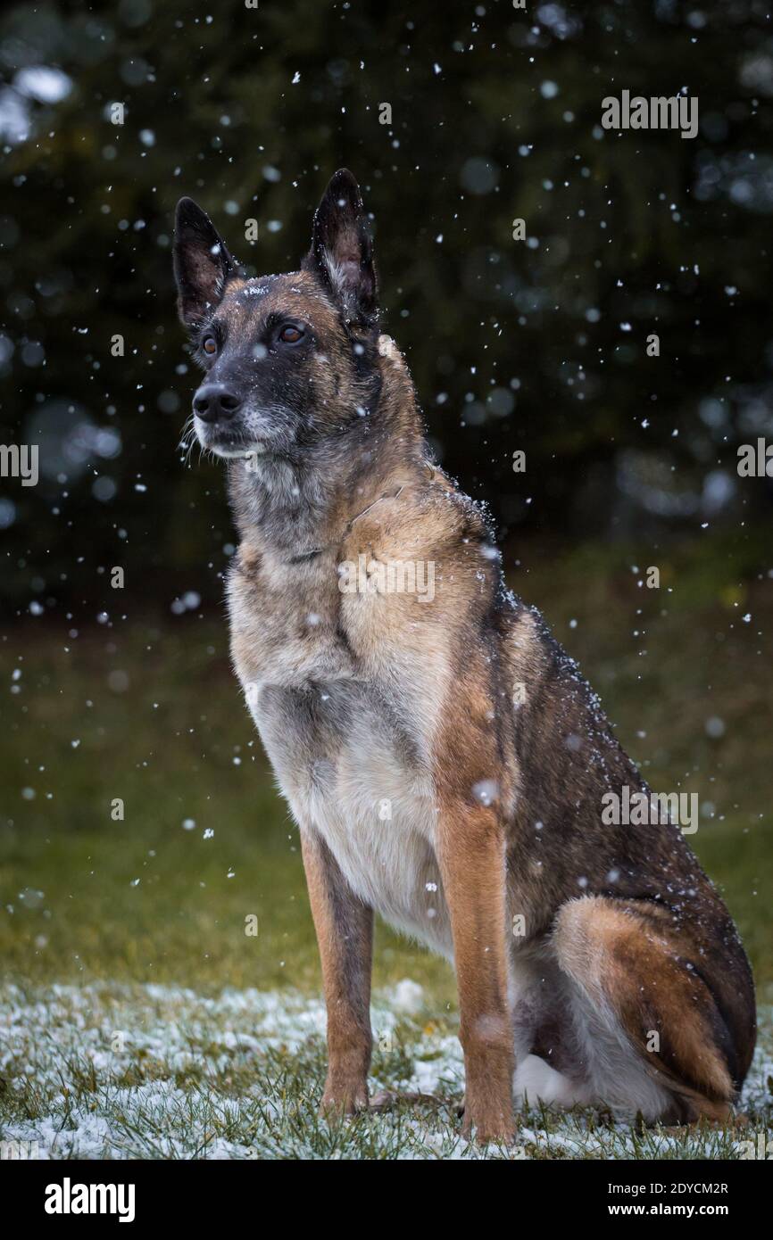 Belgian malinois sitting hi-res stock photography and images - Alamy