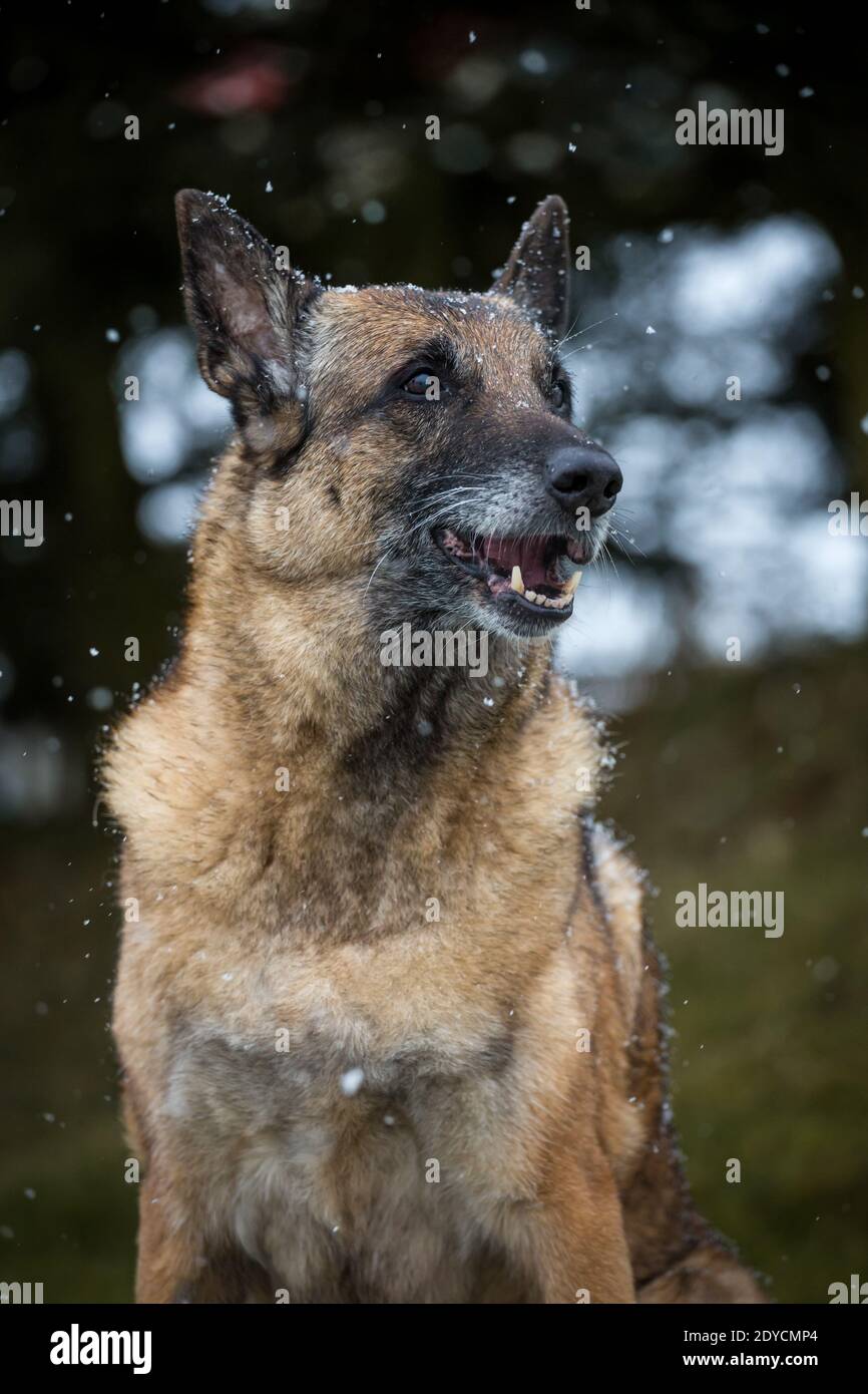Old Belgian Shepherd Dog (Malinois) portrait, snowy winter day Stock ...