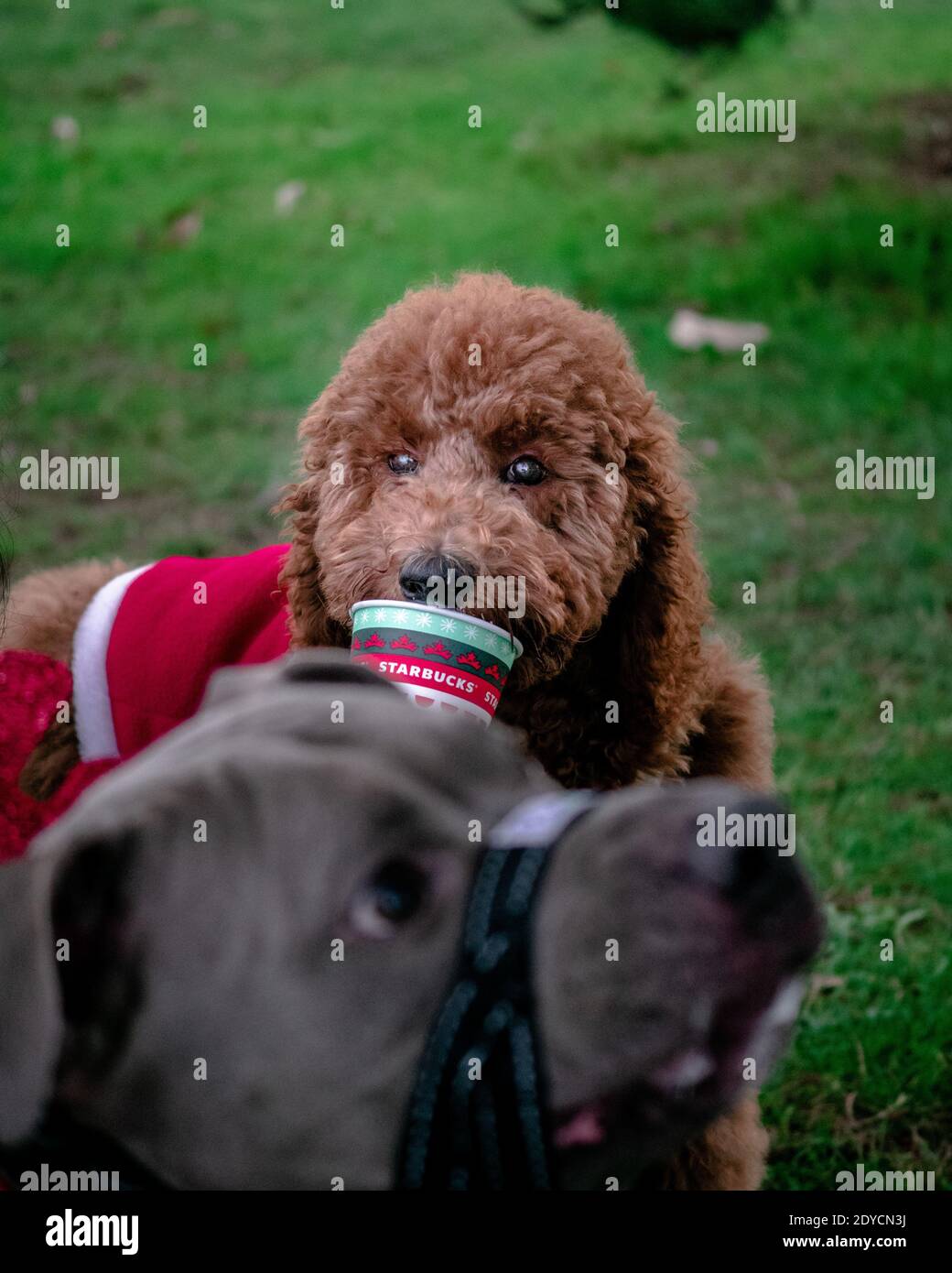 Baby Golden doodle eating a puppuccino for the first time Stock Photo ...