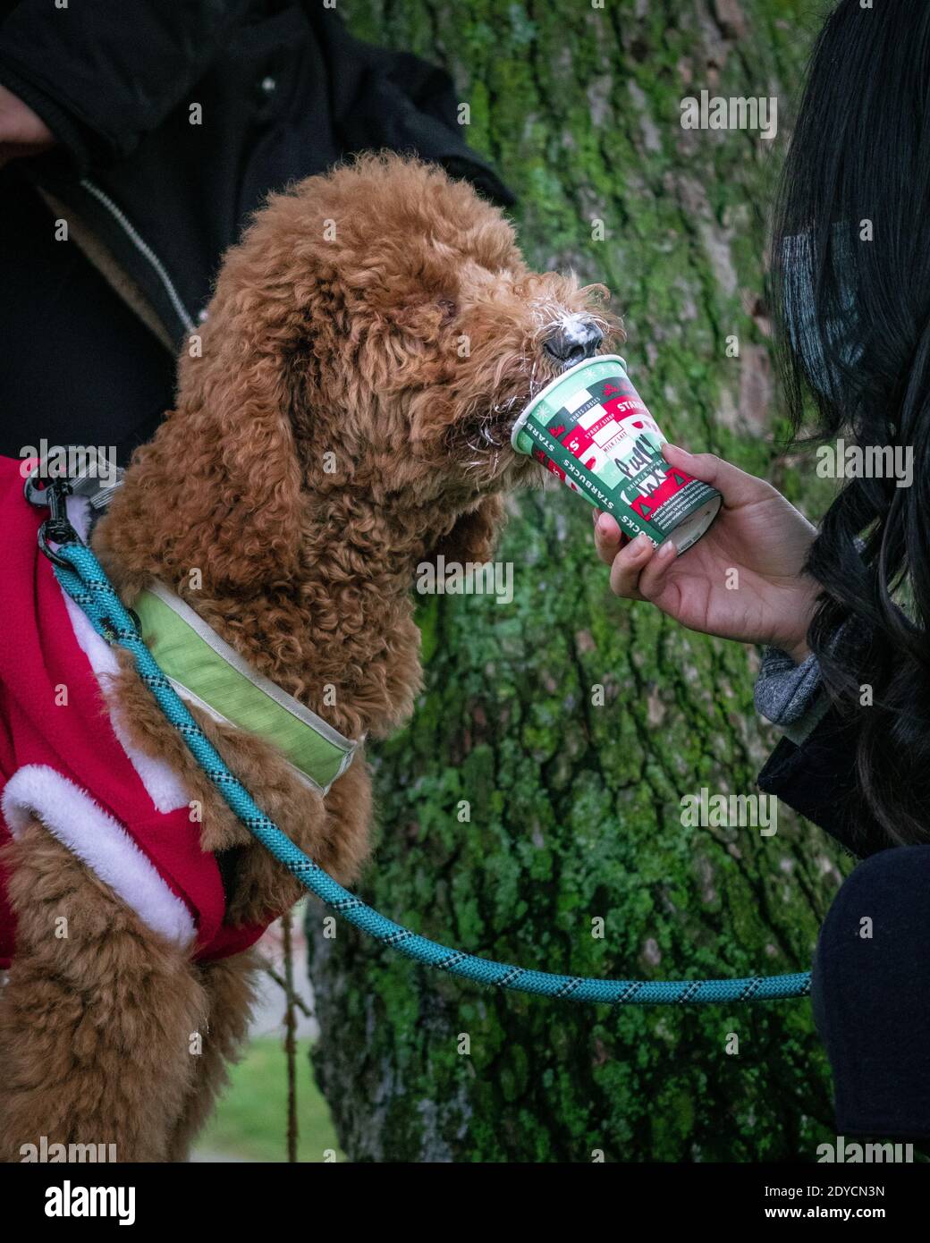 Baby Golden doodle eating a puppuccino for the first time Stock Photo ...