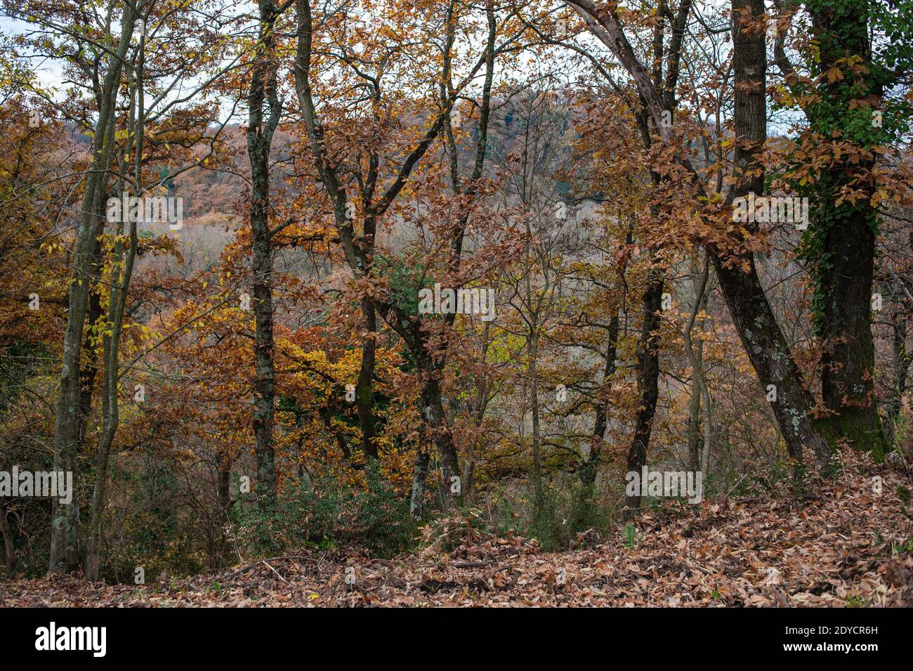 Rome, Italy: Veio natural park. © Andrea Sabbadini Stock Photo - Alamy