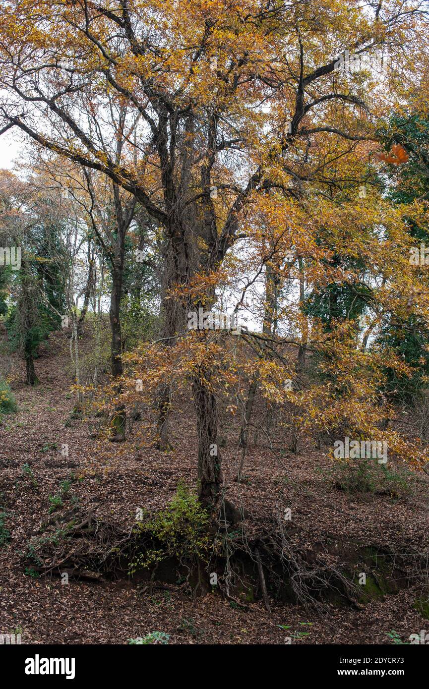 Rome, Italy: Veio natural park. © Andrea Sabbadini Stock Photo - Alamy
