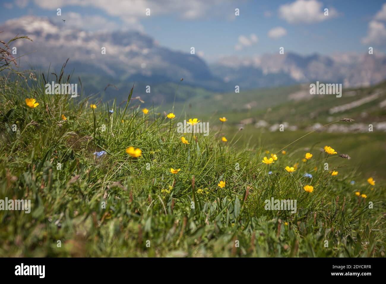 Summer flowering of common buttercups on alpine meadow.The scientific ...