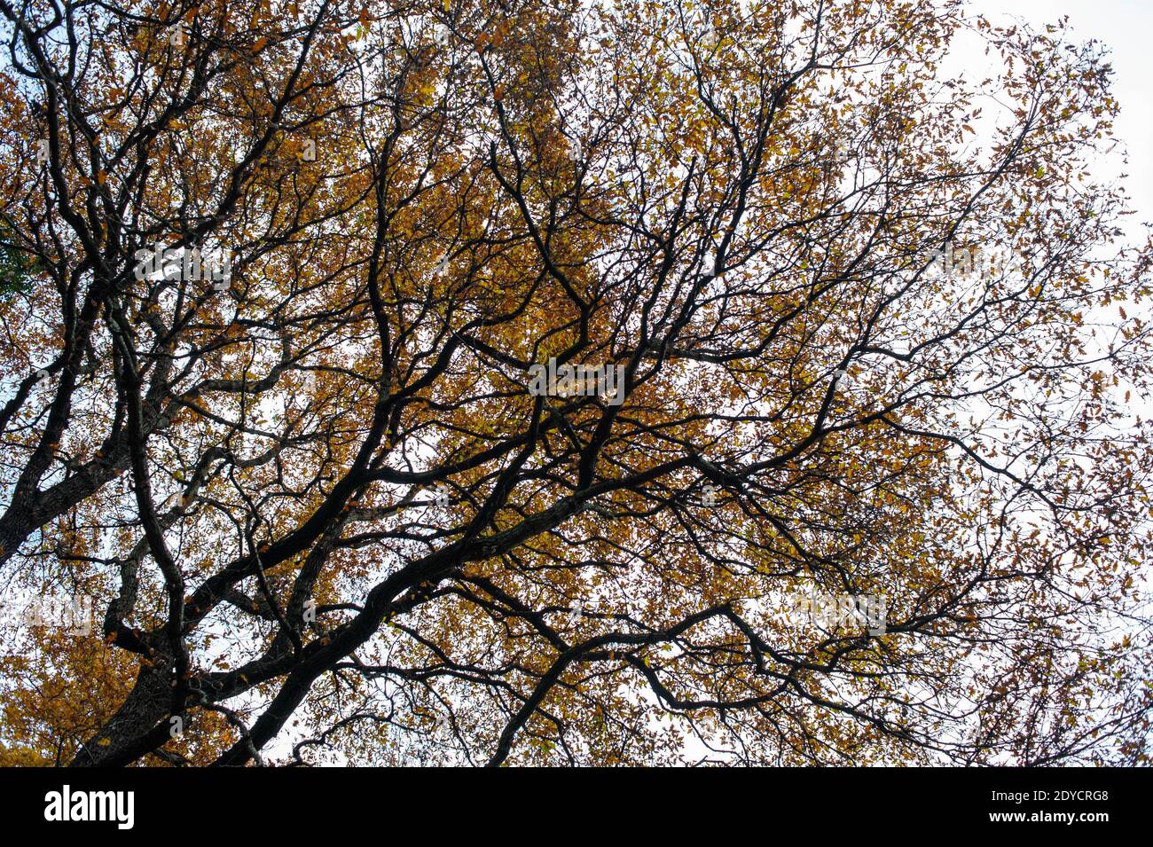 Rome, Italy: Veio natural park. © Andrea Sabbadini Stock Photo - Alamy