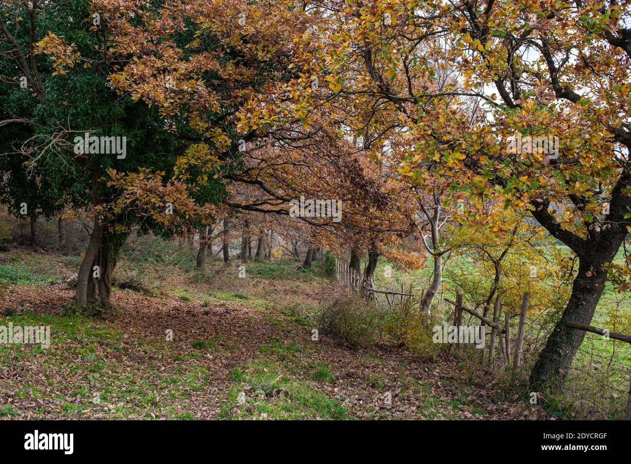 Rome, Italy: Veio natural park. © Andrea Sabbadini Stock Photo - Alamy