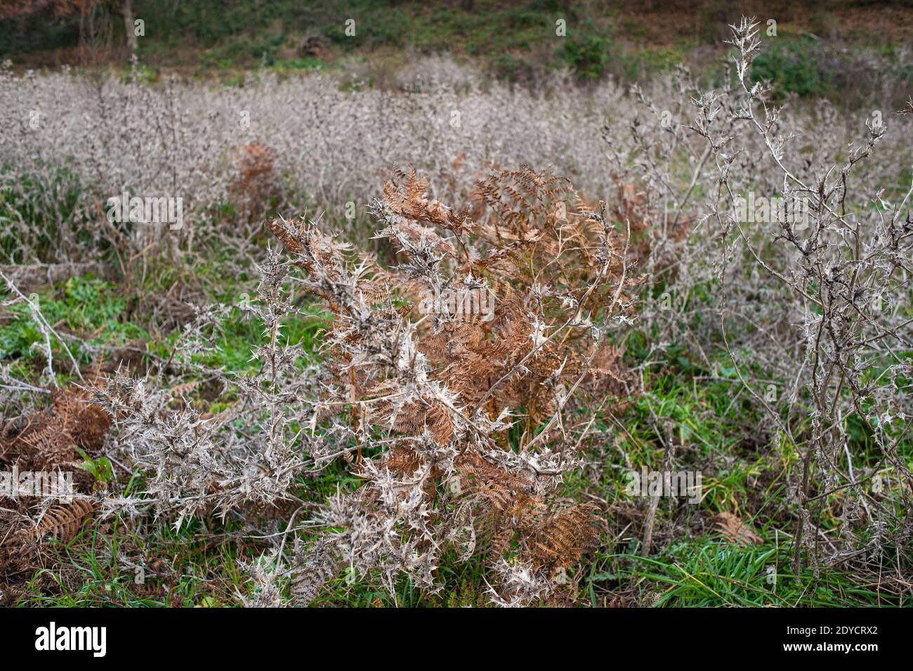 Rome, Italy: Veio natural park. © Andrea Sabbadini Stock Photo - Alamy