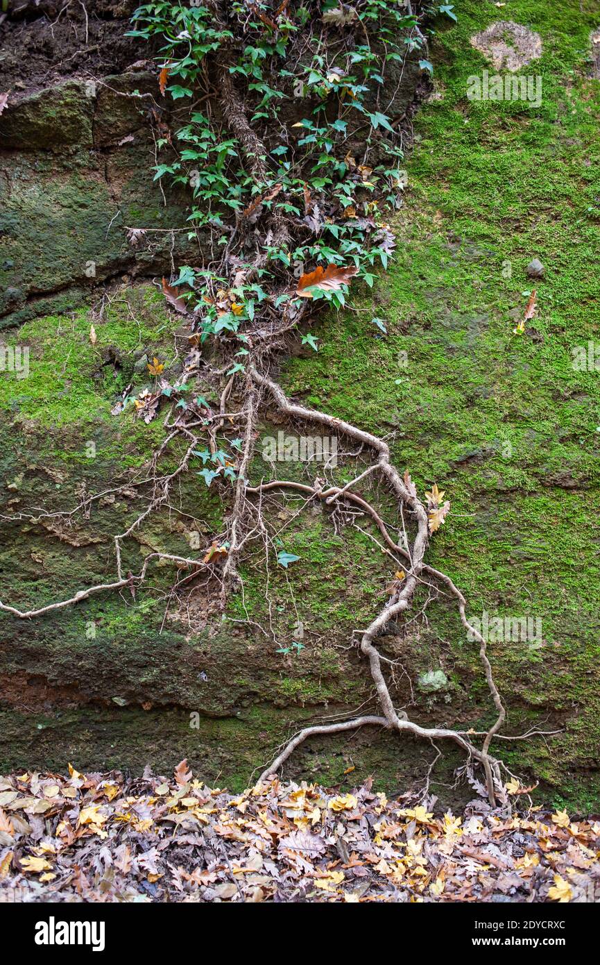 Andrea roots hi-res stock photography and images - Alamy