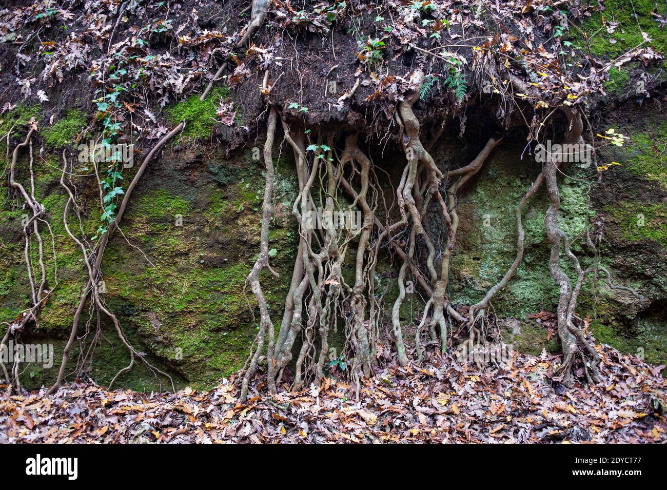 Rome, Italy: Veio natural park. © Andrea Sabbadini Stock Photo - Alamy