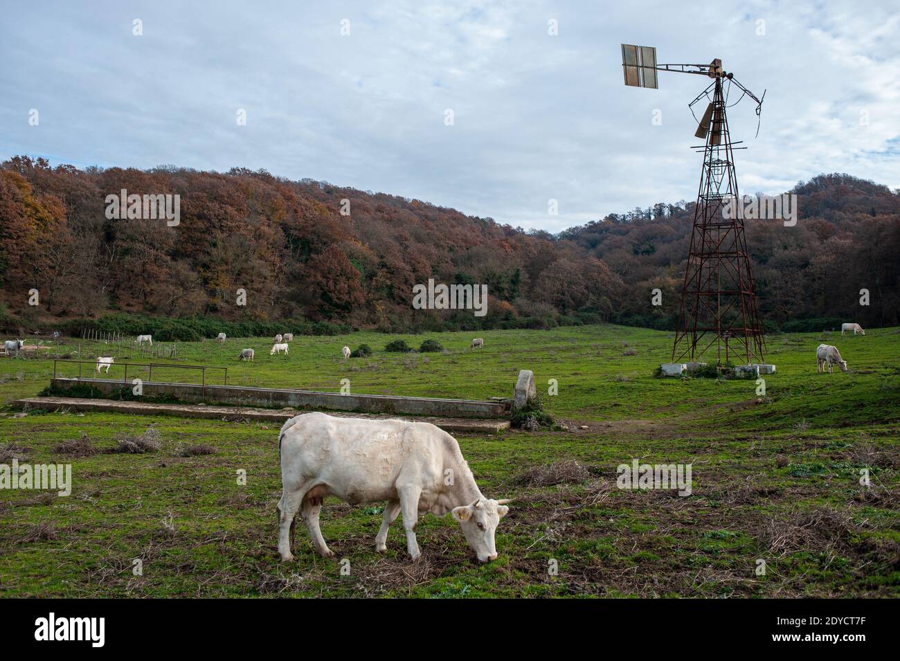 Rome, Italy: Veio natural park. © Andrea Sabbadini Stock Photo - Alamy