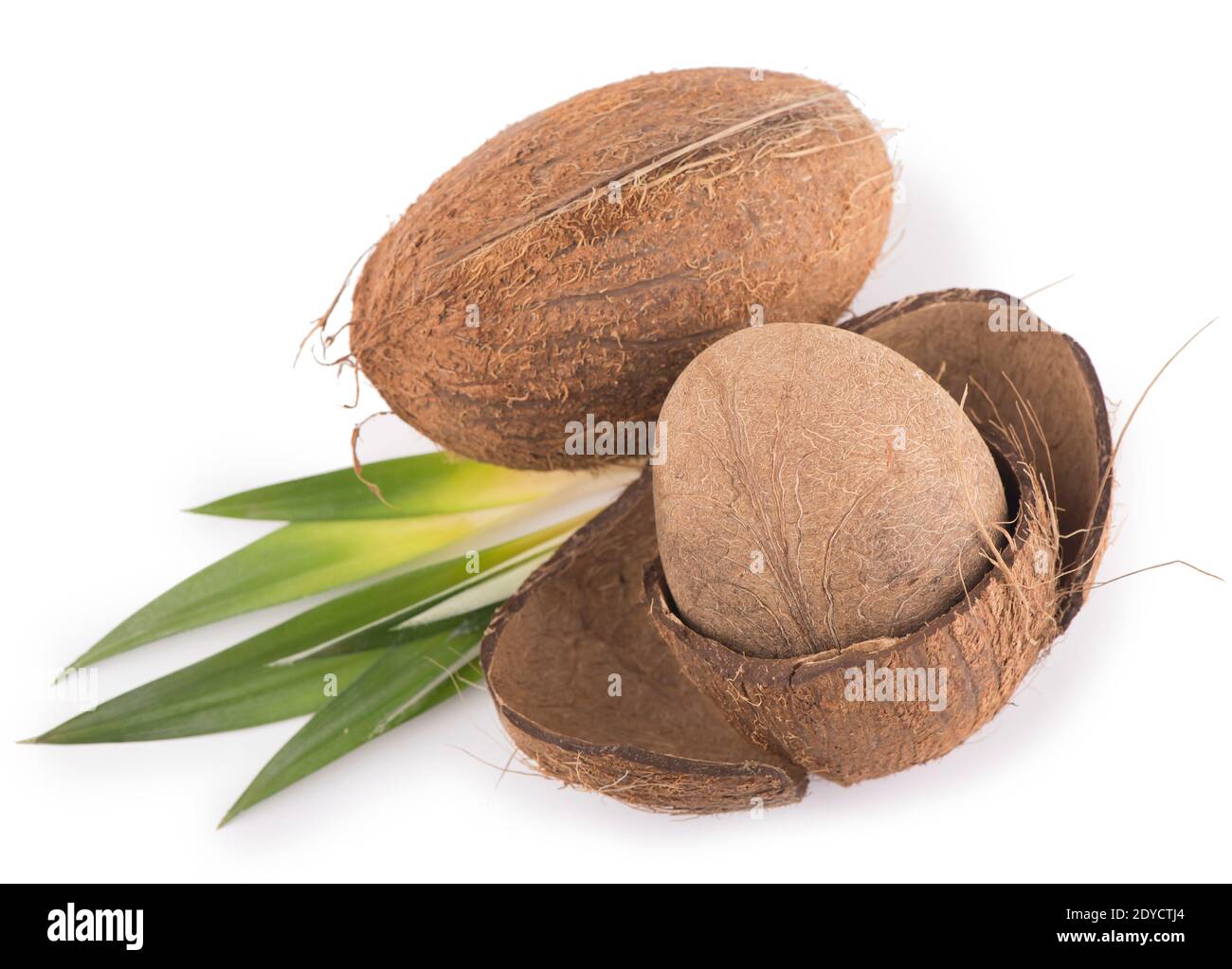 Top section of a coconut tree hi-res stock photography and images - Alamy