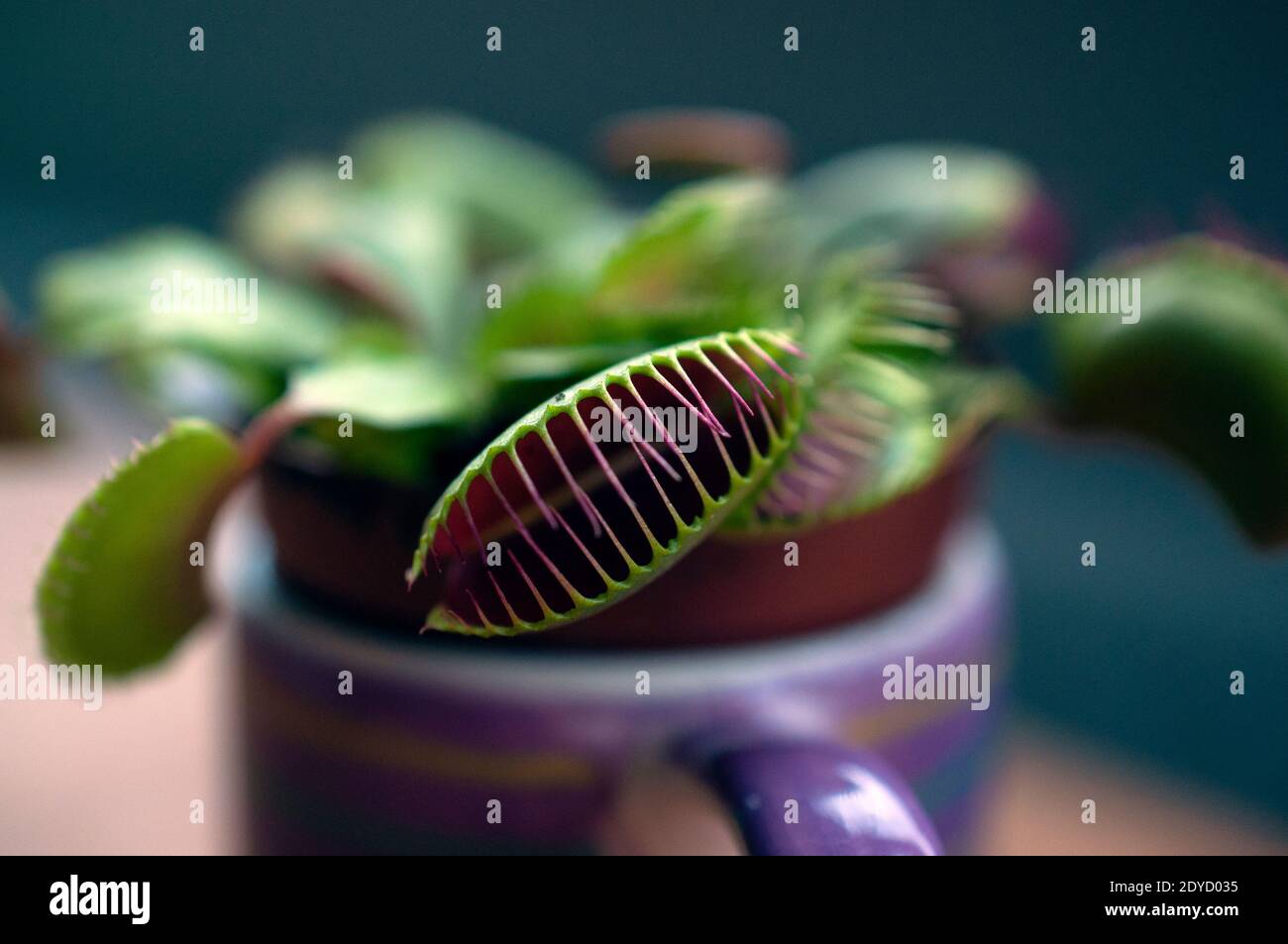 Carnivorous plant teeth hi-res stock photography and images - Alamy