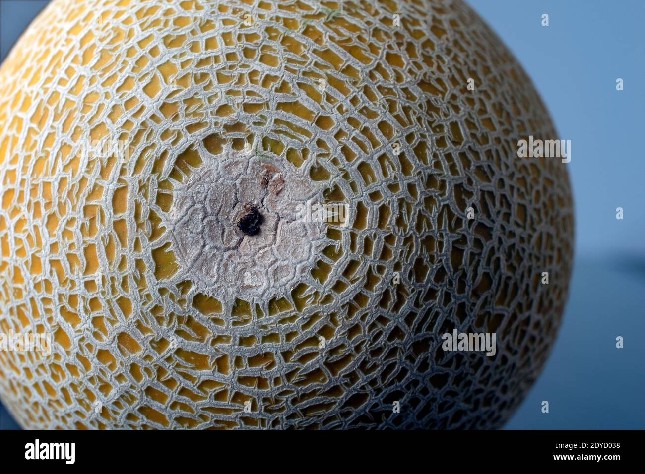 Close up of a whole cantaloupe melon Stock Photo - Alamy