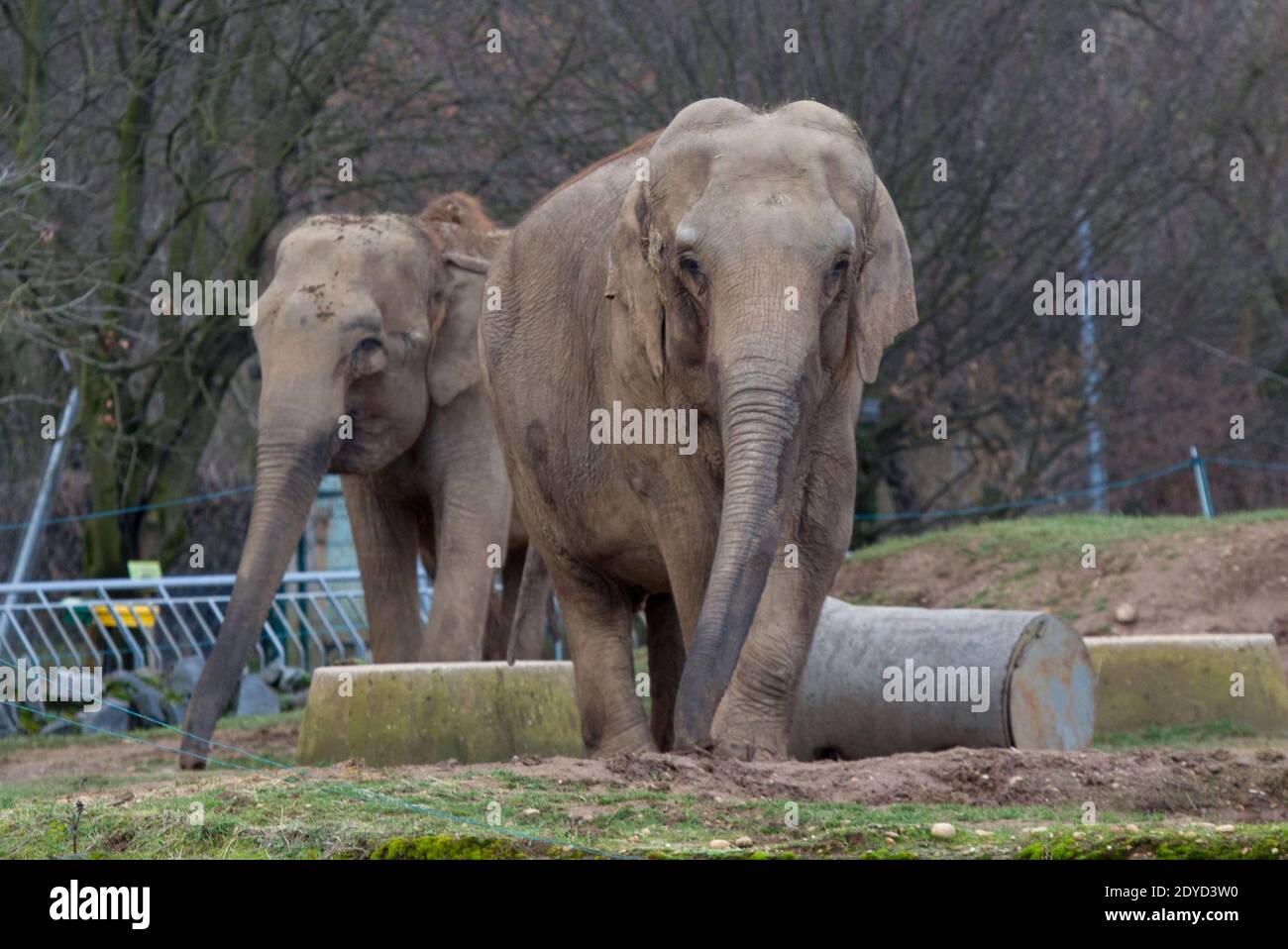 Baby and Nepal, two middle-aged female elephants suffering from ...