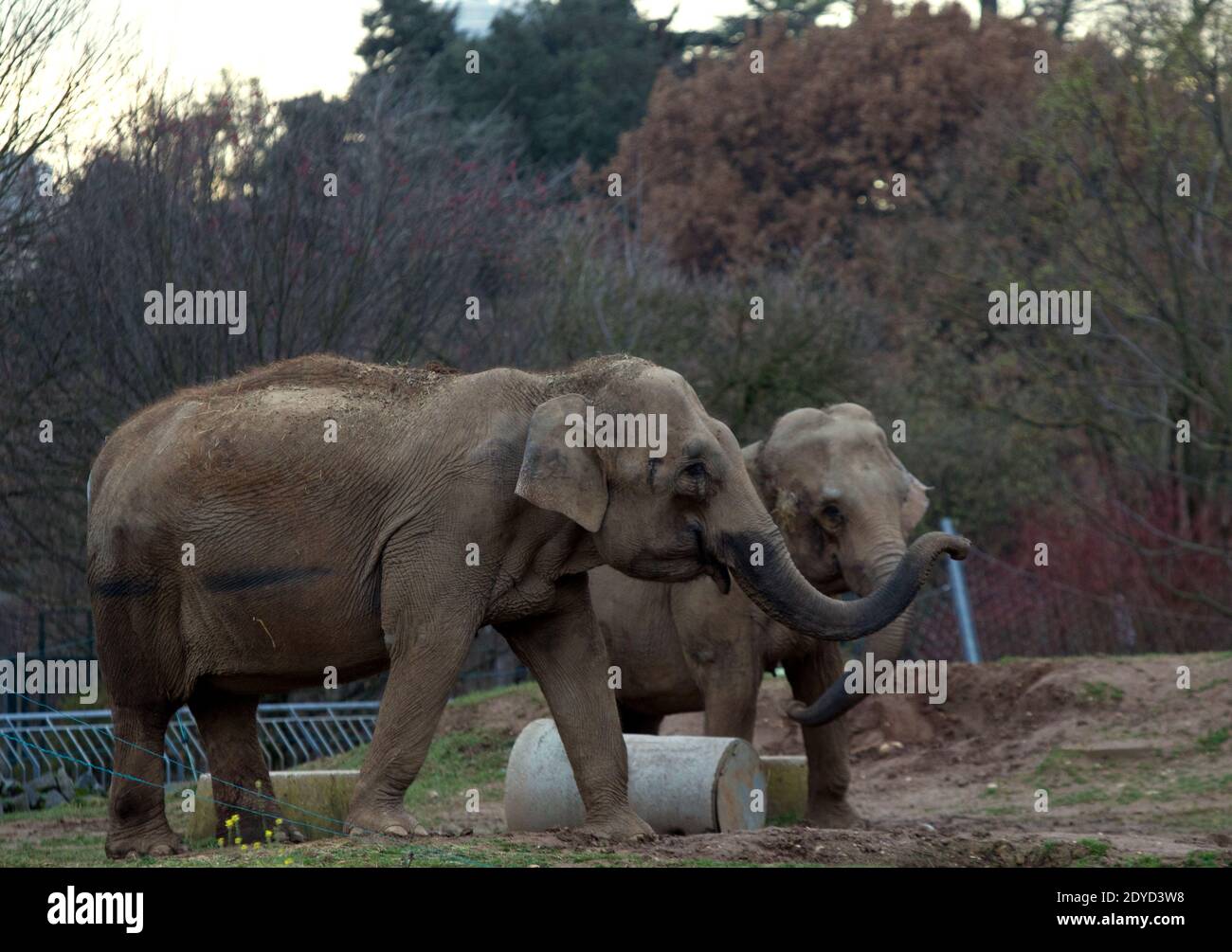 Baby and Nepal, two middle-aged female elephants suffering from ...